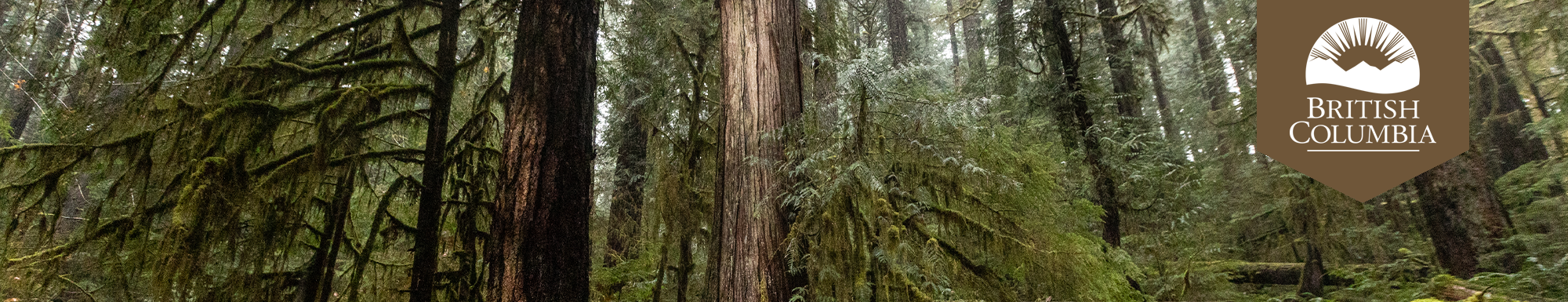 Old Growth Forests - Province of British Columbia