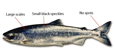 Notable BC Freshwater Fish - Province of British Columbia