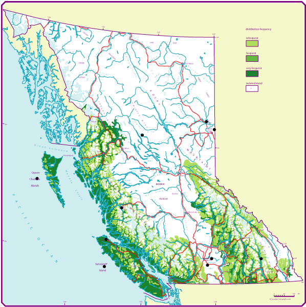 Western redcedar - Province of British Columbia