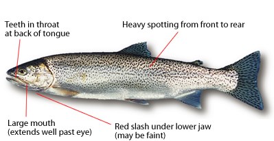Notable BC Freshwater Fish - Province of British Columbia