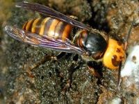 Invasive insects and spiders - Province of British Columbia