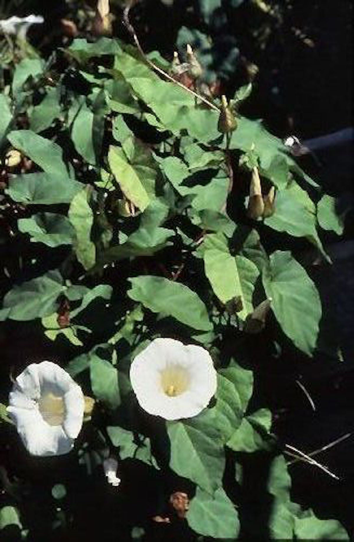 Invasive plants with biocontrol - Province of British Columbia