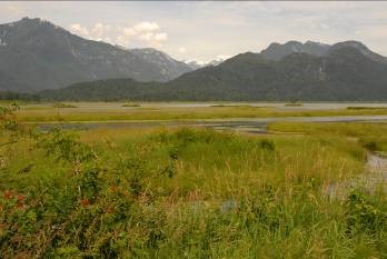 Pitt-Addington Marsh Wildlife Management Area - Province of British ...