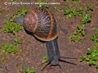 Invasive invertebrates other than insects and spiders - Province of ...