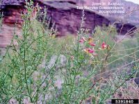 Plants - Province of British Columbia