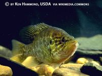 Invasive Fish - Province of British Columbia