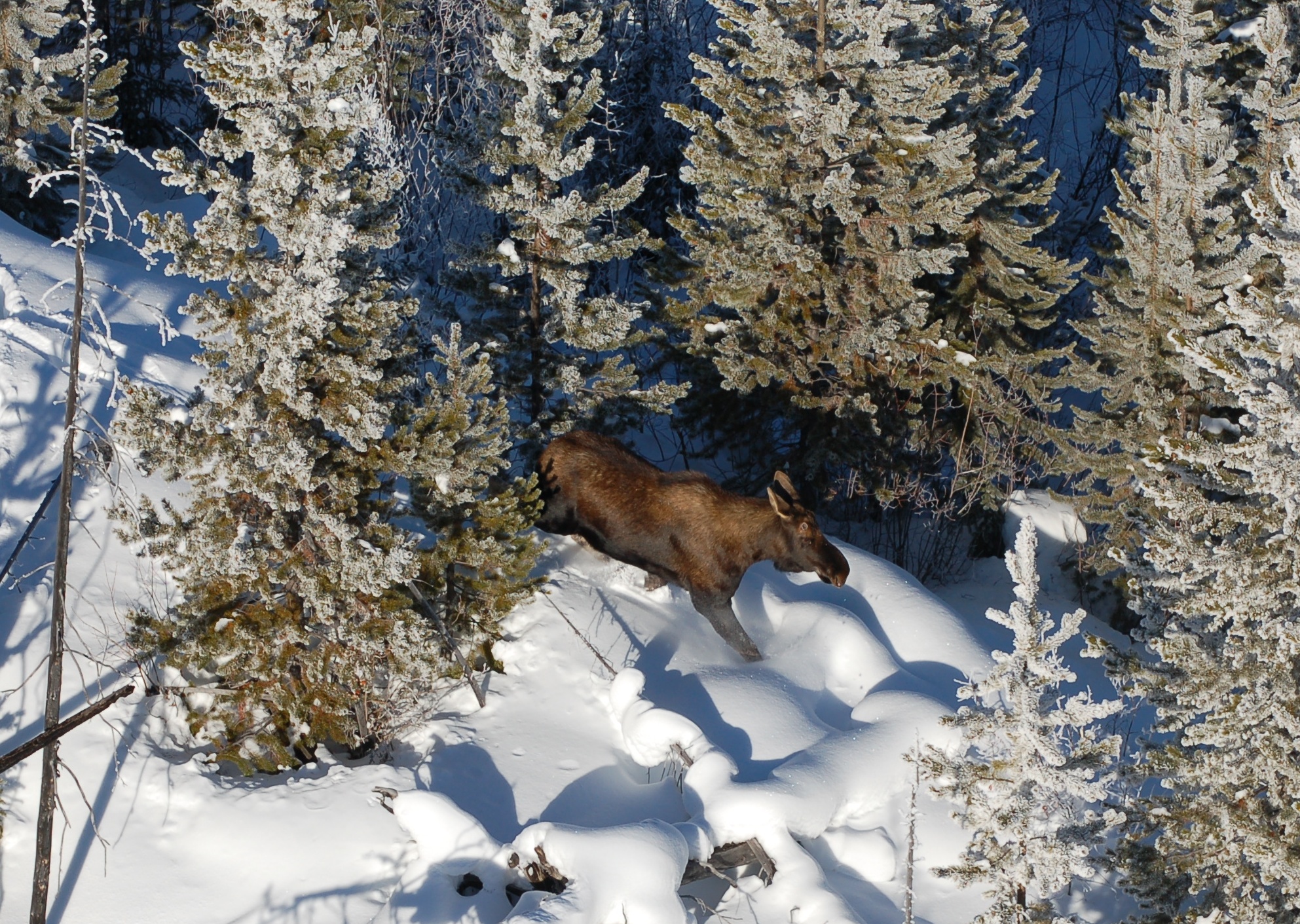Submit Wildlife / Plant Data and Information - Province of British Columbia