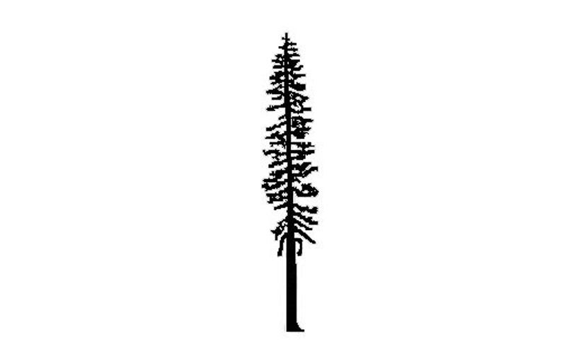 Grand fir - Province of British Columbia