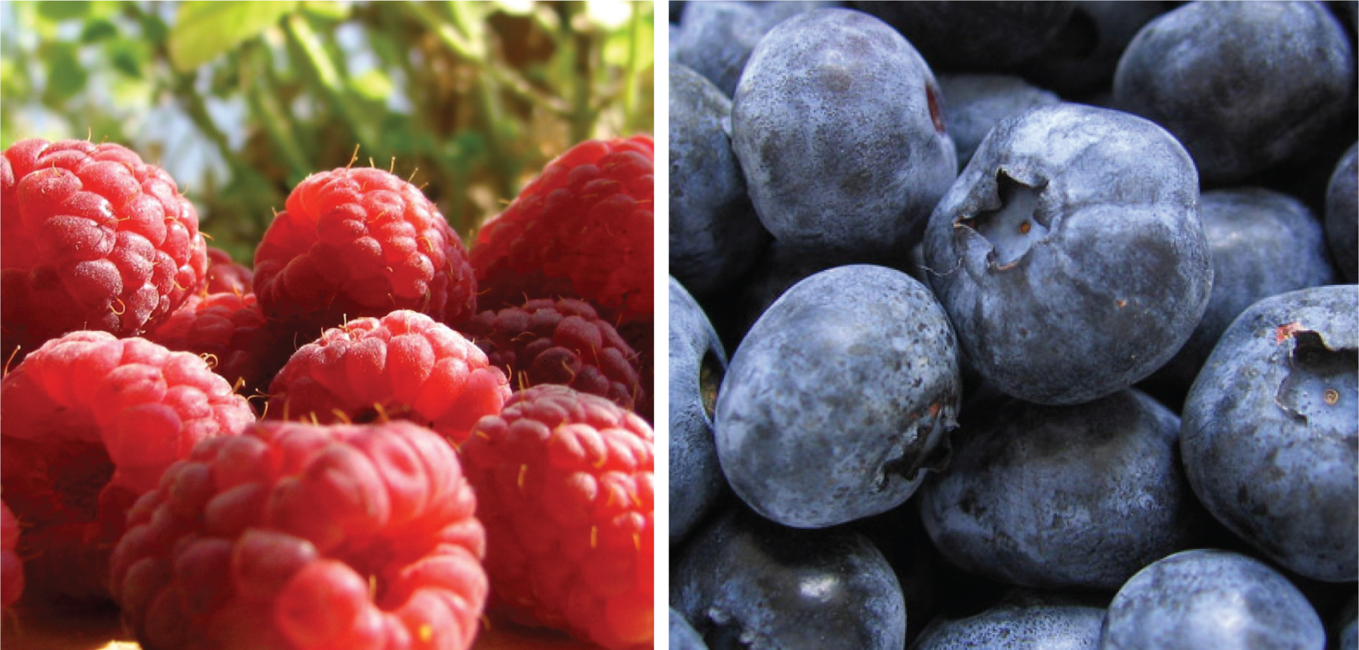 Abbotsford Growers - Province of British Columbia
