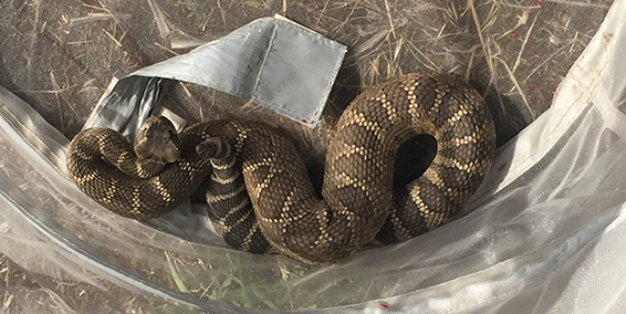 Western Rattlesnake - Province of British Columbia
