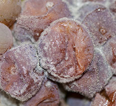 Botrytis Bunch Rot of Grape - Province of British Columbia
