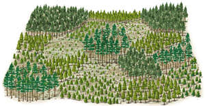 Part 3 - Variations of silvicultural systems - Province of British Columbia