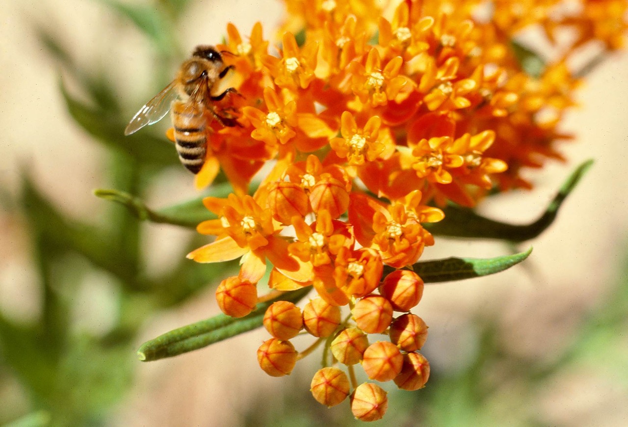 Selecting bee forage plants - Province of British Columbia