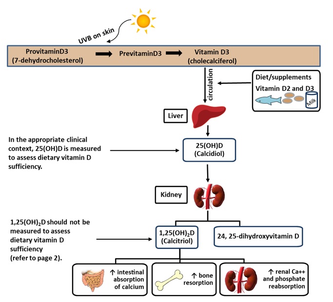 Vitamin D Testing - Province of British Columbia