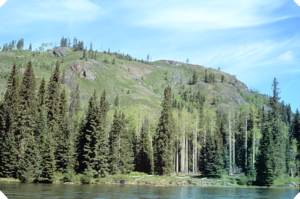 White spruce - Province of British Columbia