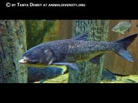 Invasive Fish - Province of British Columbia