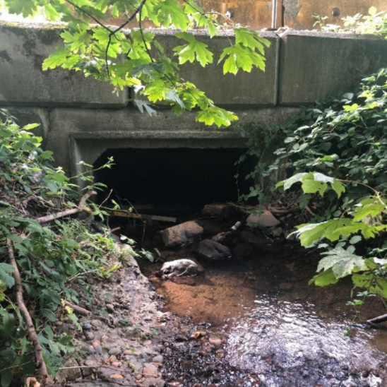 Kilgard Creek - Province of British Columbia
