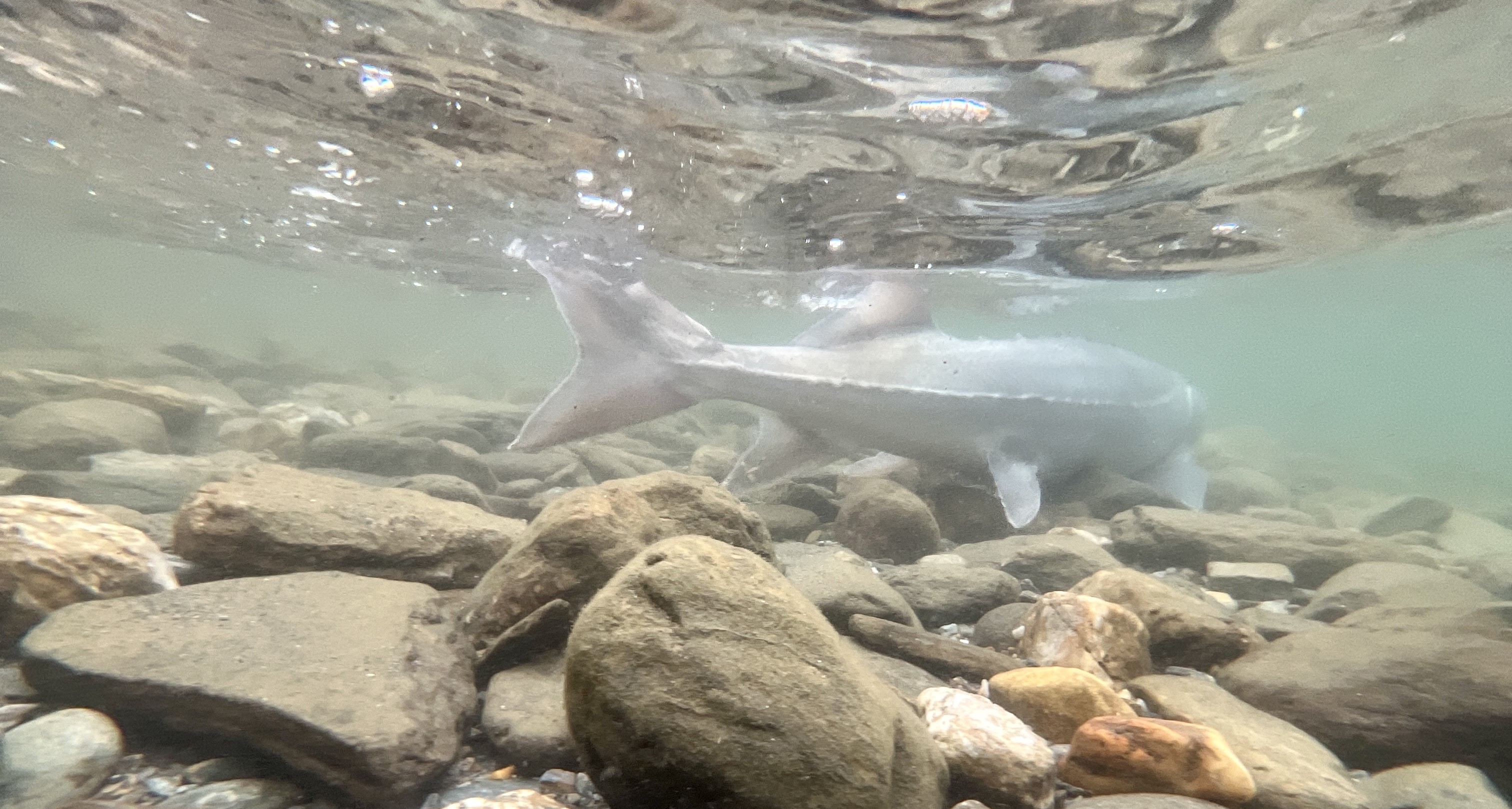Fraser River White Sturgeon Management Plan - Province of British Columbia