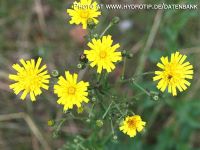 Priority Invasive Species - Province of British Columbia