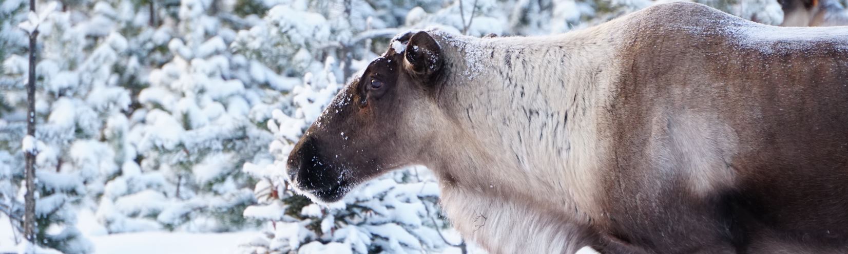 Caribou in British Columbia - Province of British Columbia