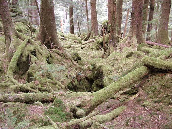 Karst Management and Timber Harvesting (Lesson 7) - Province of British ...